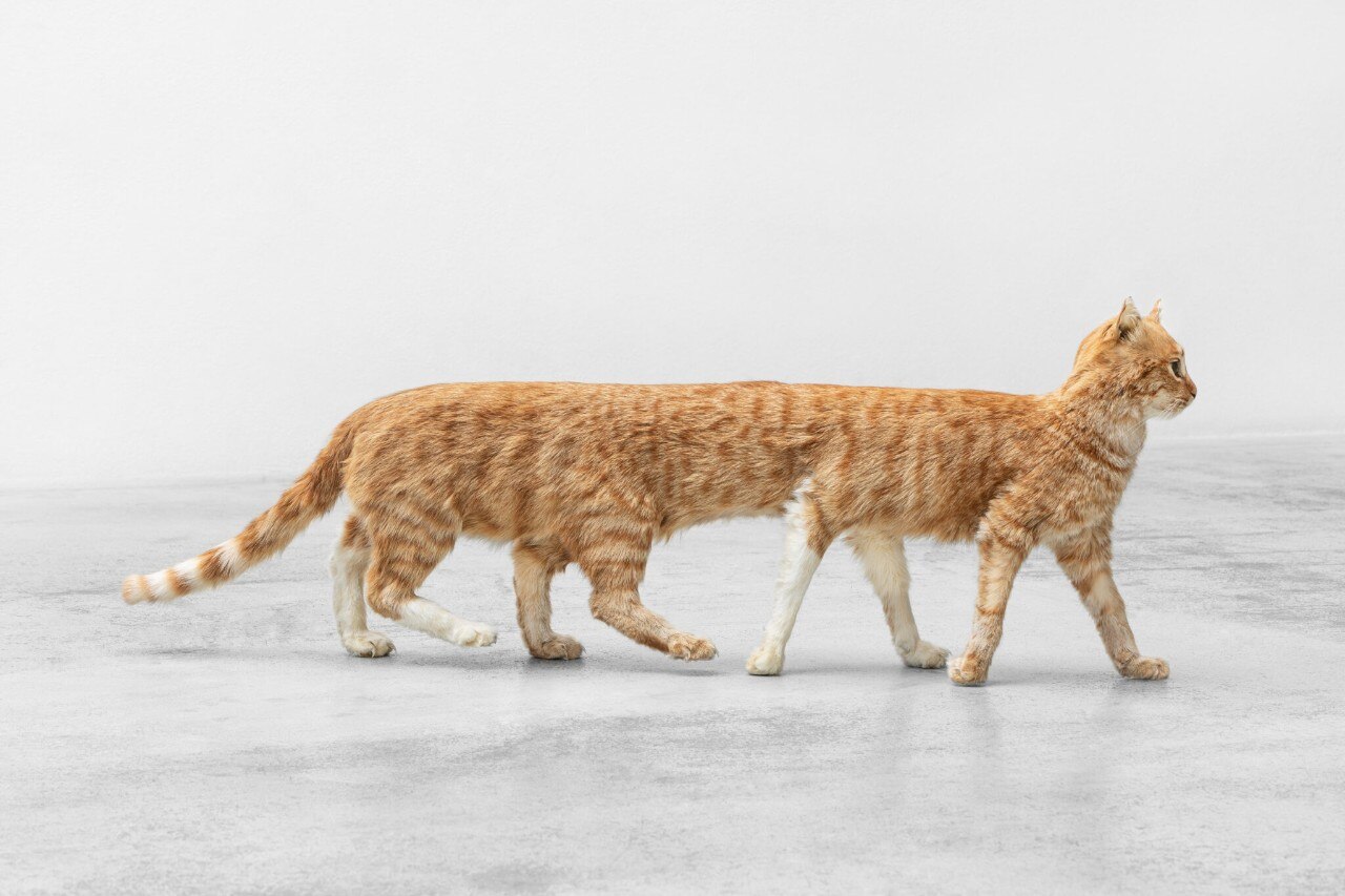 The Panorama Cat has something to teach us all - Domus