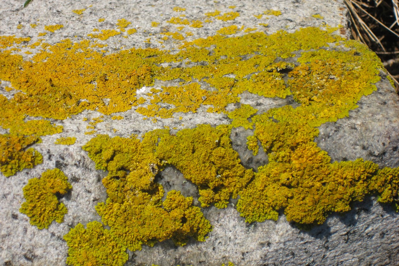 Endolith Casts - Domus