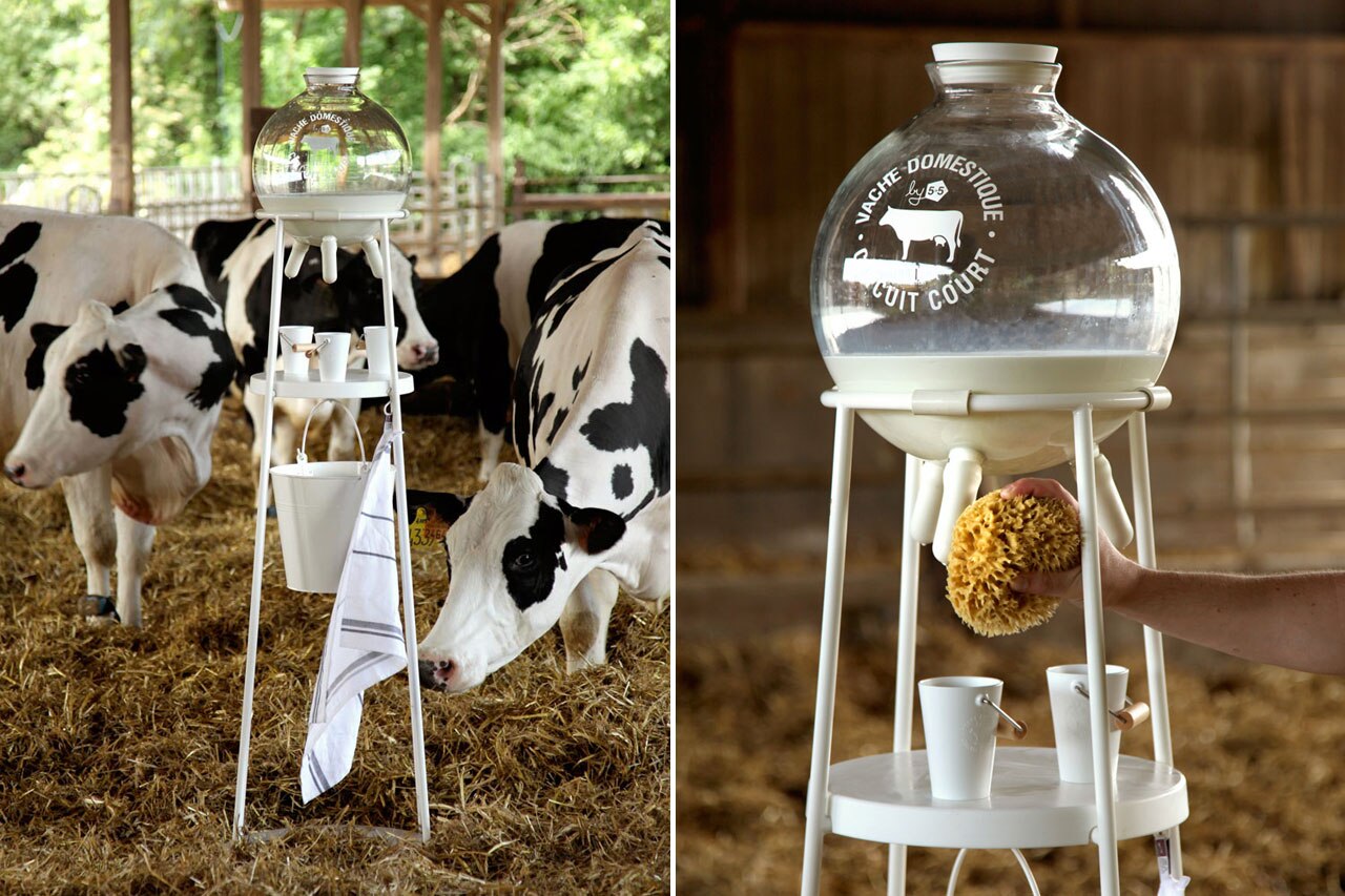 Vache à lait - Domus