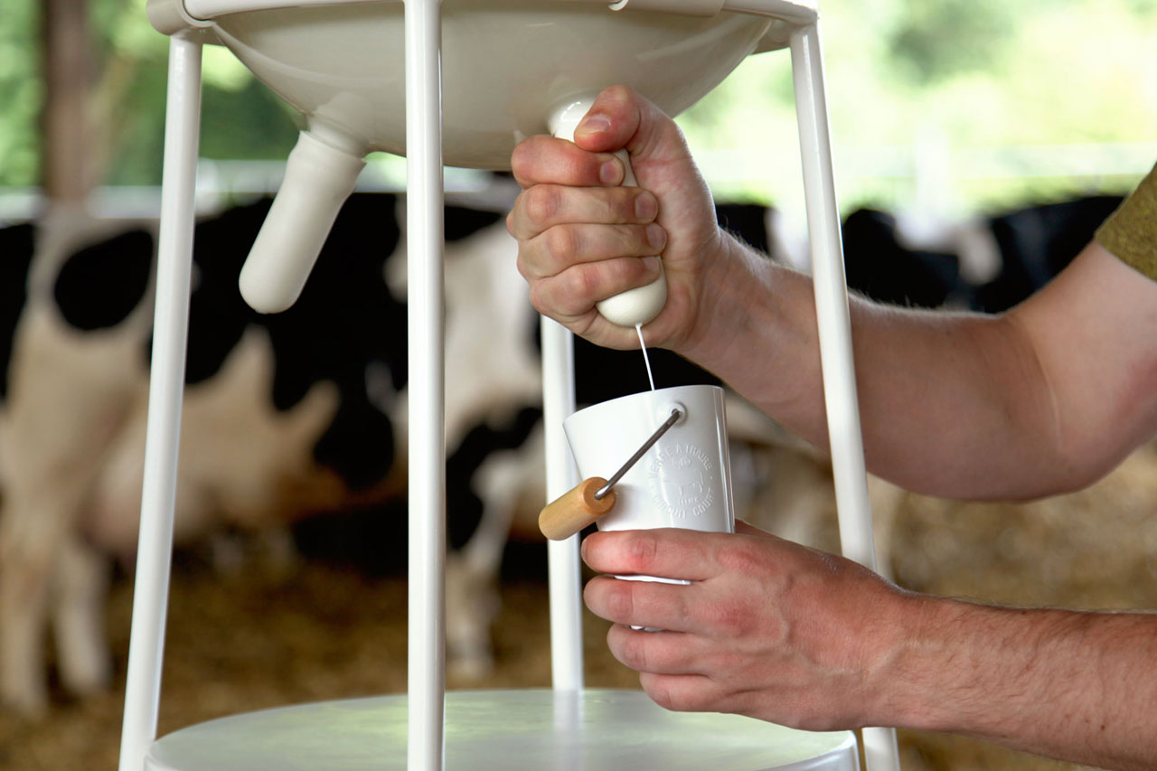 Vache à lait - Domus