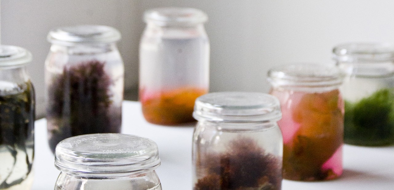 Natural Seaweed Dye - Domus