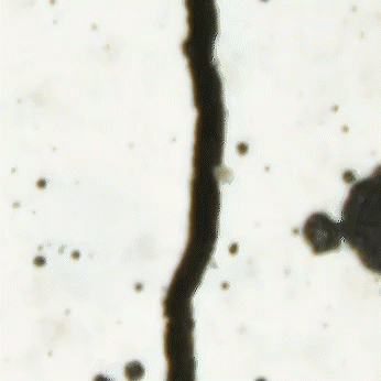 This new concrete self-heals by using bacteria - Domus