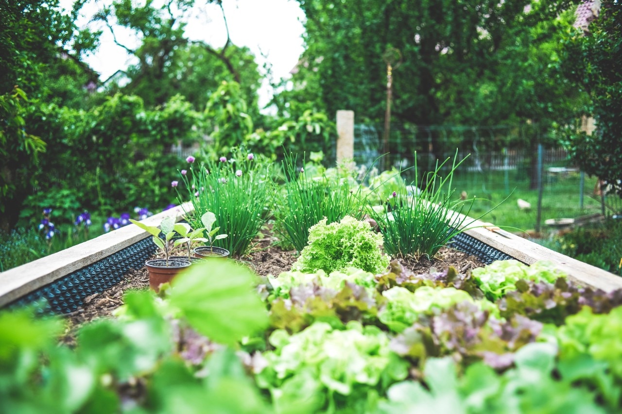 Urban vegetable gardens for better cities: an introductory guide - Domus