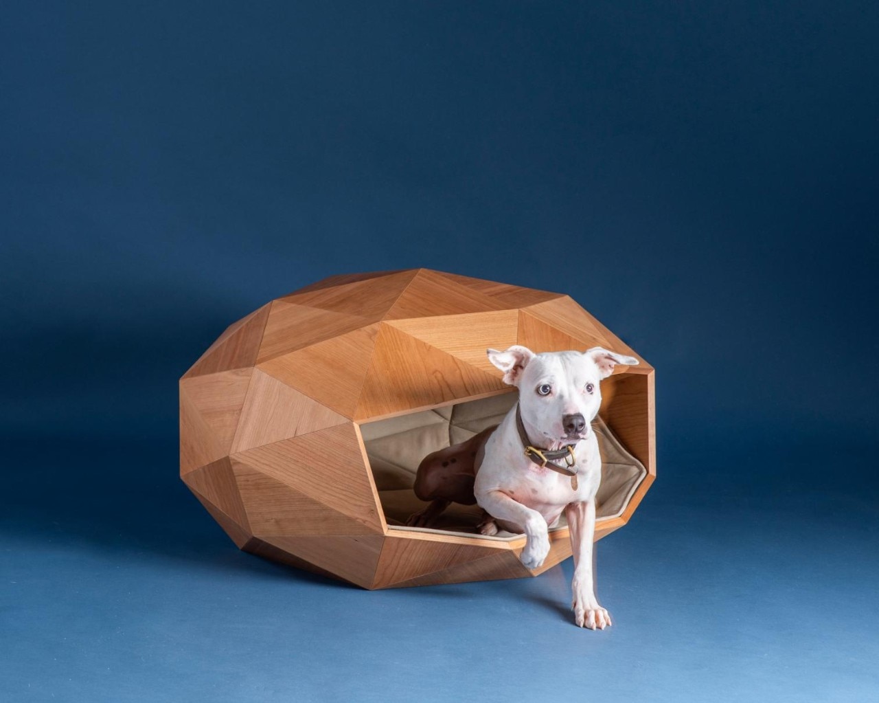Foster + Partners has designed a dog kennel - Domus