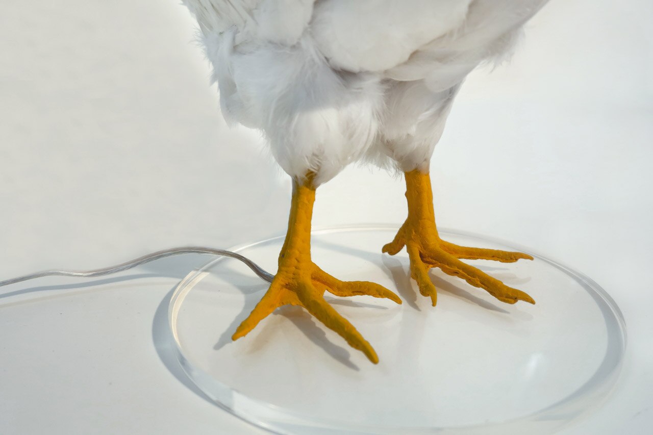 The Chicken Lamp - Domus