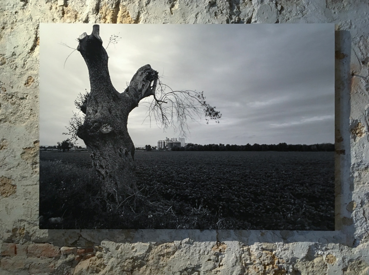 Interview to Uriel Orlow. Wishing Trees, a wide-ranging installation ...