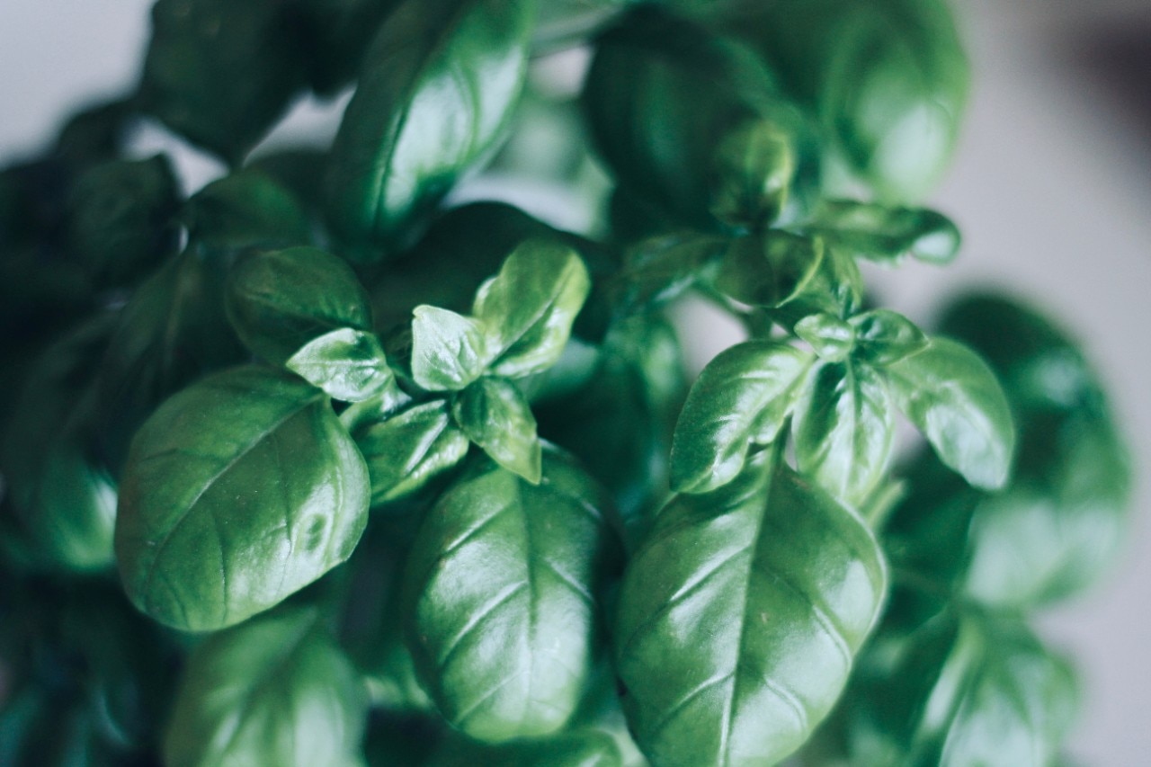 Dal basilico alla cannabis agli ogm, guida alle colture idroponiche in ...