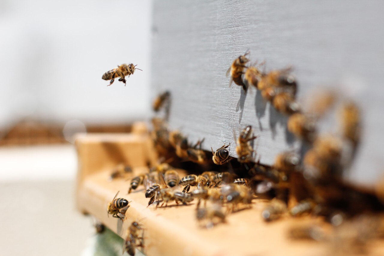 Urban beekeeping is booming, but may not be sustainable - Domus