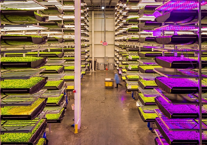 A new hydroponic growing system, growing directly in the supermarket ...